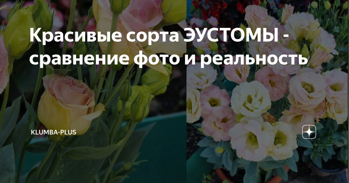 Красивые сорта ЭУСТОМЫ - сравнение фото и реальность | Klumba-plus | Дзен