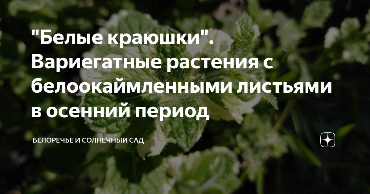 "Белые краюшки". Вариегатные растения с белоокаймленными листьями в ...
