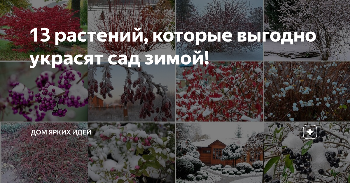13 растений которые выгодно украсят сад зимой ДОМ ЯРКИХ ИДЕЙ Дзен