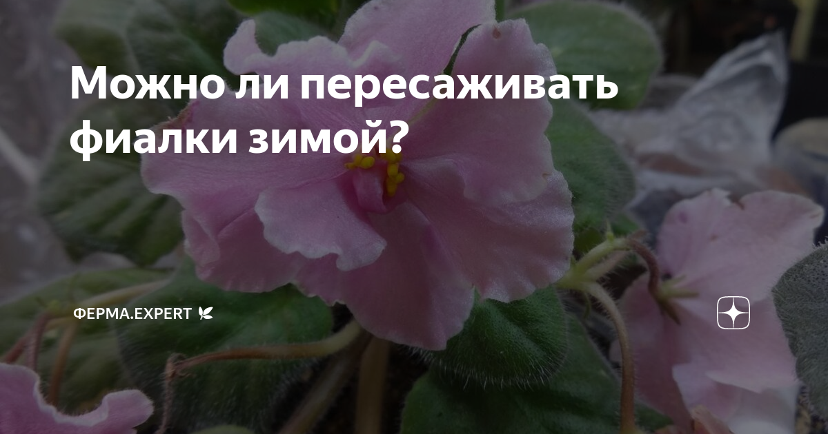 Можно ли пересаживать фиалки зимой? | Ферма.expert 🌿 | Дзен