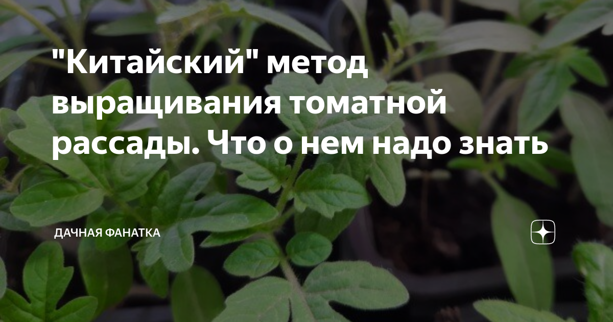 "Китайский" метод выращивания томатной рассады. Что о нем надо знать ...
