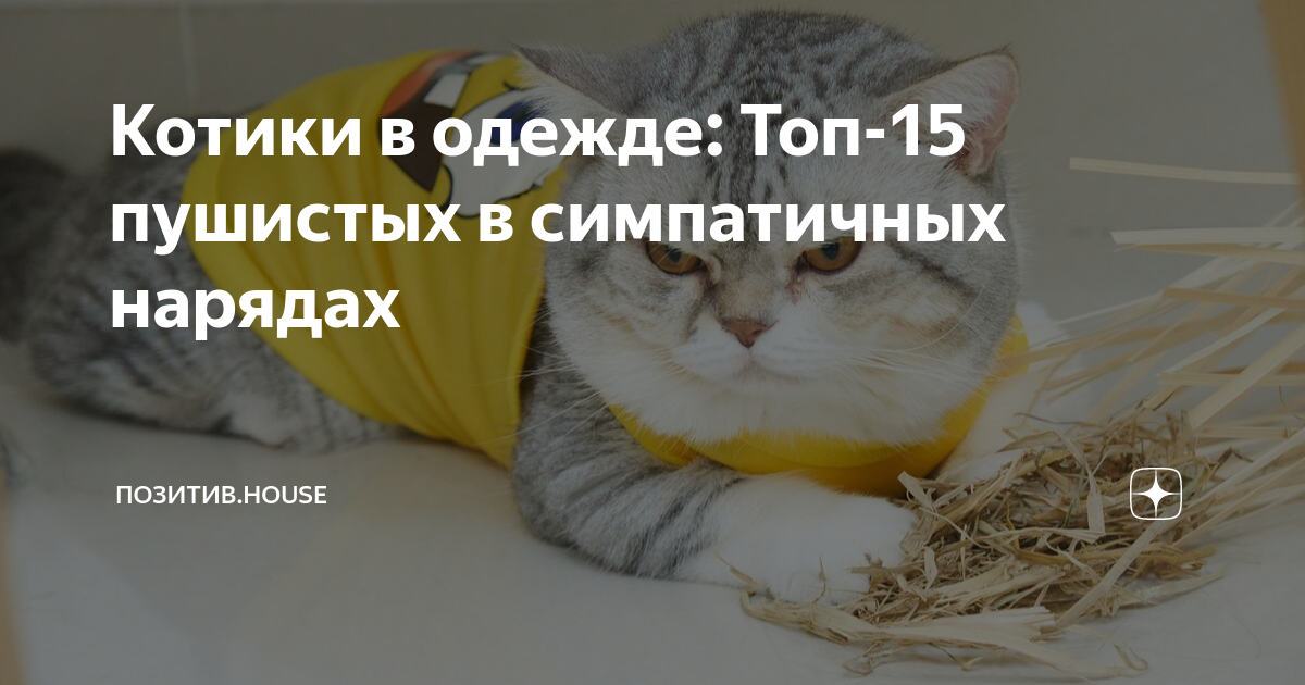Котики в одежде: Топ-15 пушистых в симпатичных нарядах | Позитив.house ...