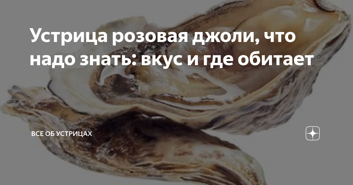 Устрица розовая джоли, что надо знать: вкус и где обитает | Все об ...