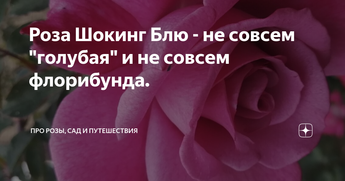 Роза Шокинг Блю - не совсем "голубая" и не совсем флорибунда. | Про ...