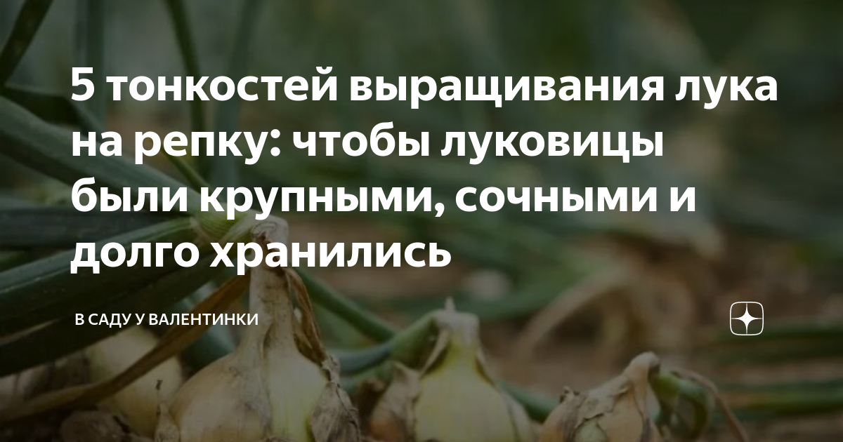 5 тонкостей выращивания лука на репку: чтобы луковицы были крупными ...