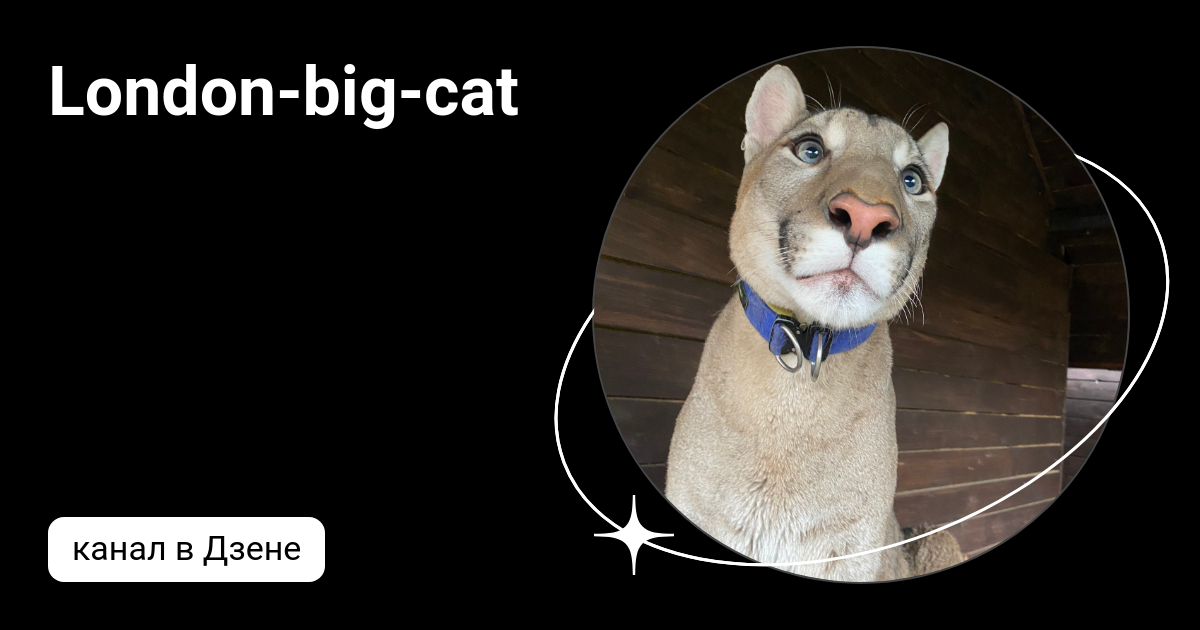 London-big-cat | Дзен
