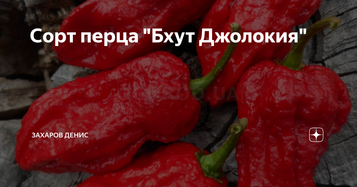 Сорт перца "Бхут Джолокия" | Захаров Денис | Дзен