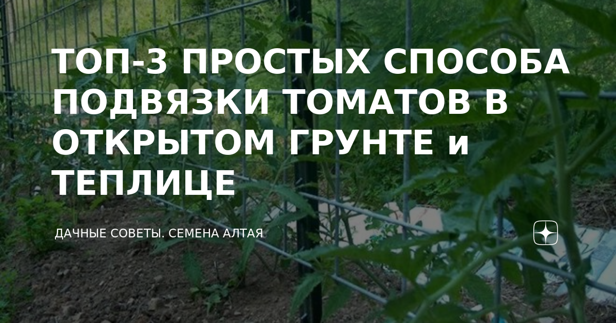 ТОП-3 ПРОСТЫХ СПОСОБА ПОДВЯЗКИ ТОМАТОВ В ОТКРЫТОМ ГРУНТЕ и ТЕПЛИЦЕ ...
