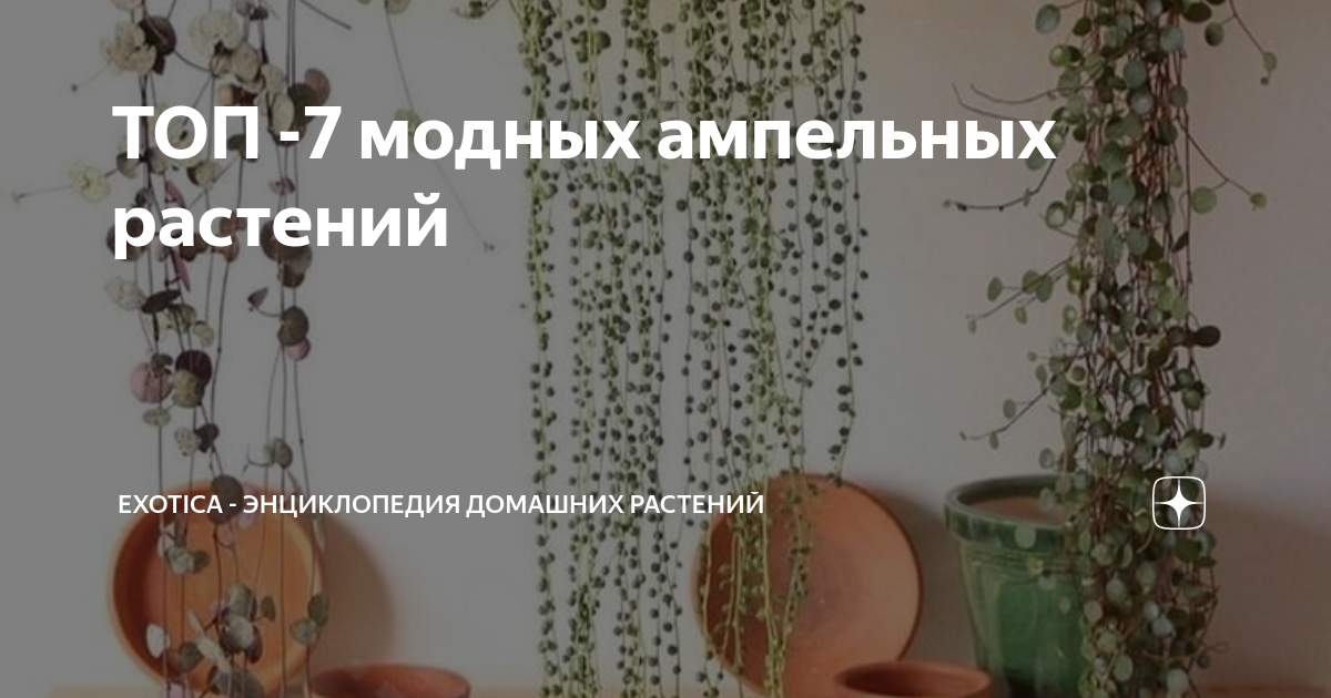 ТОП 7 модных ампельных растений Exotica энциклопедия домашних