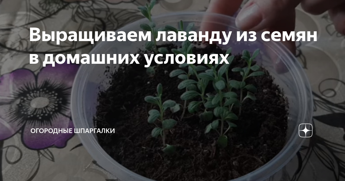 Выращиваем лаванду из семян в домашних условиях Огородные шпаргалки
