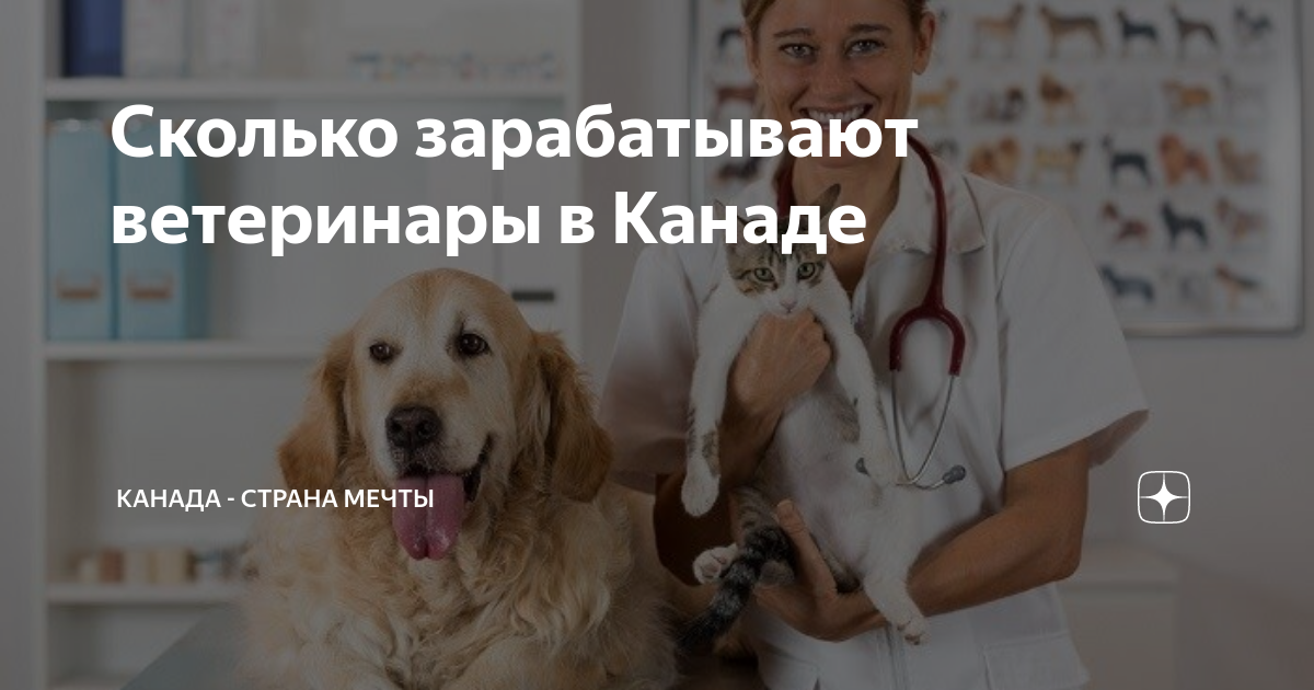 Сколько зарабатывают ветеринары в Канаде Канада страна мечты Дзен