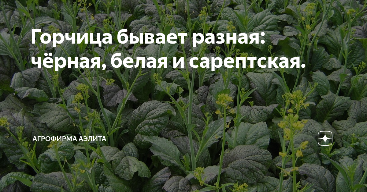 Горчица бывает разная чёрная белая и сарептская Агрофирма Аэлита