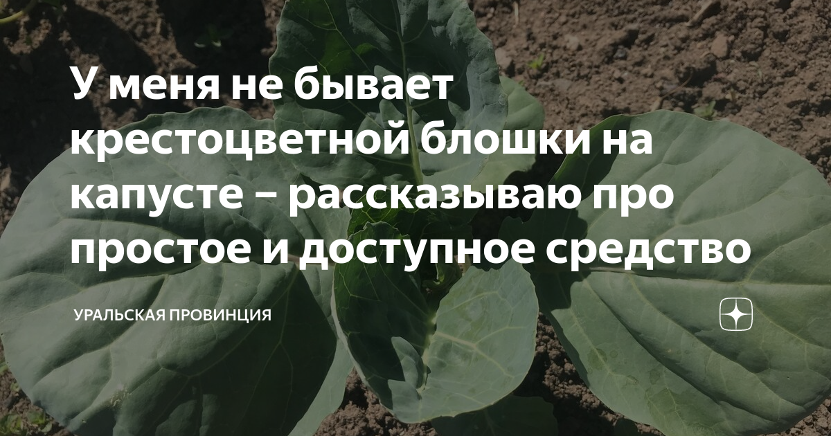 У меня не бывает крестоцветной блошки на капусте – рассказываю про ...