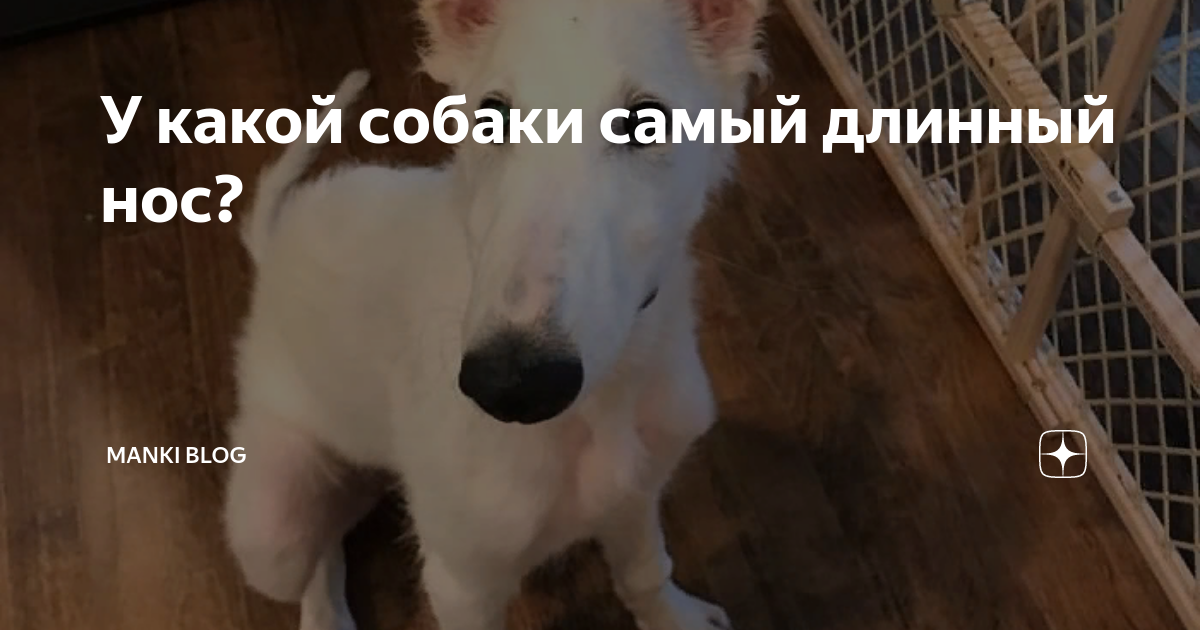 У какой собаки самый длинный нос? | МанкиБлог | Дзен