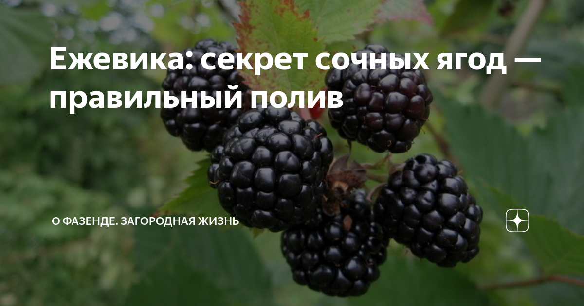Ежевика: секрет сочных ягод — правильный полив | О Фазенде. Загородная ...