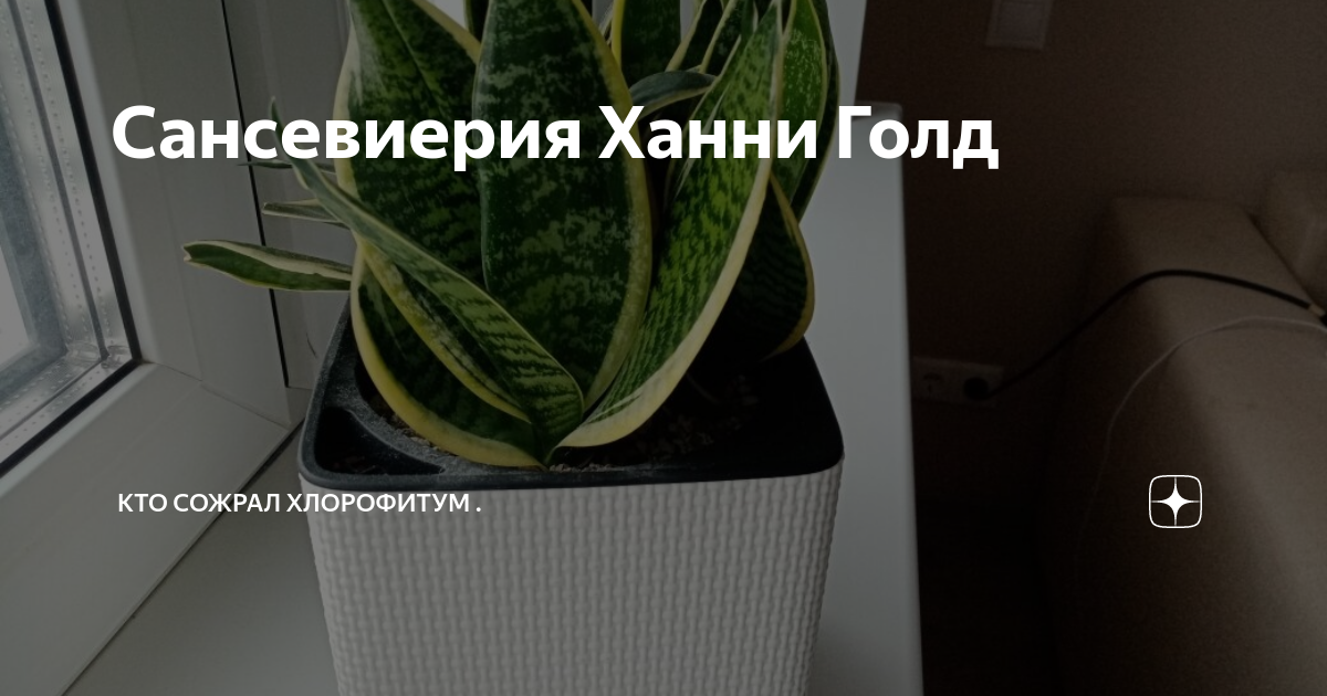 Сансевиерия Ханни Голд | Кто сожрал хлорофитум | Дзен