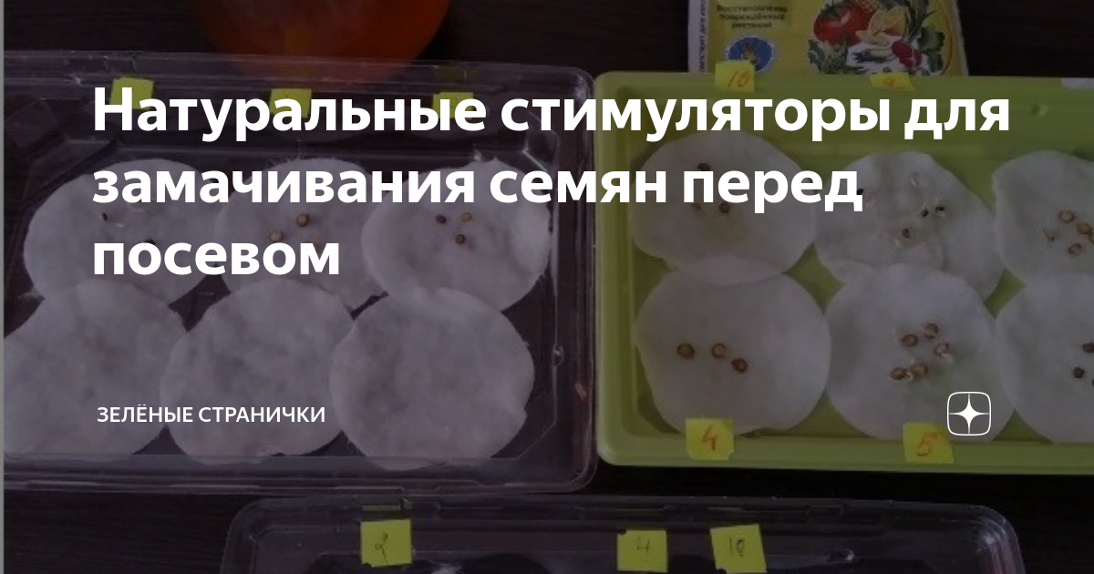 Натуральные стимуляторы для замачивания семян перед посевом | Зелёные ...