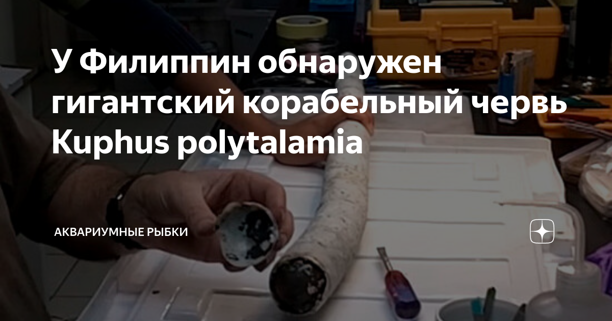 У Филиппин обнаружен гигантский корабельный червь Kuphus polytalamia ...