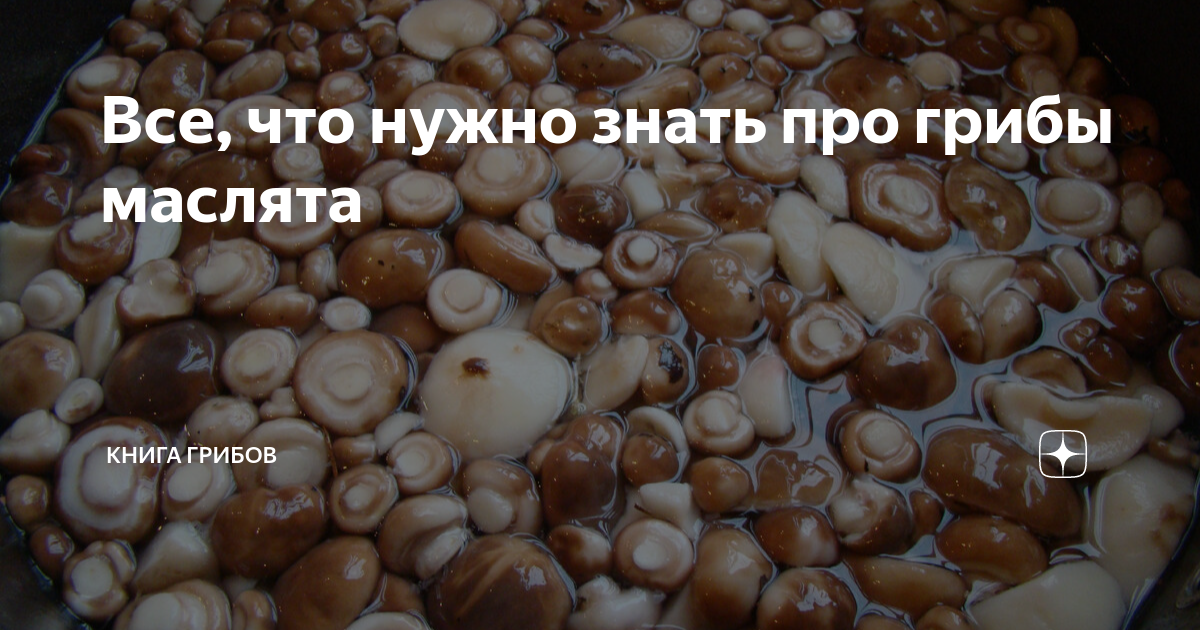 Все что нужно знать про грибы маслята Книга Грибов Дзен