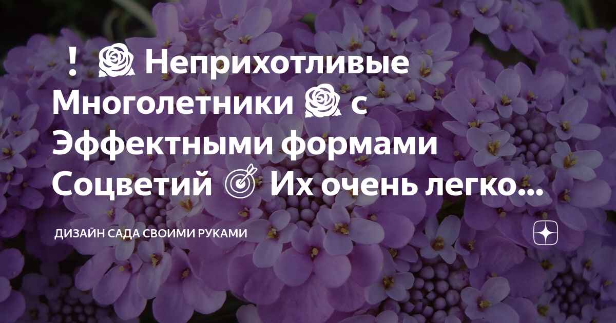 🌹 Неприхотливые Многолетники 🌹 с Эффектными формами Соцветий 🎯 Их очень ...