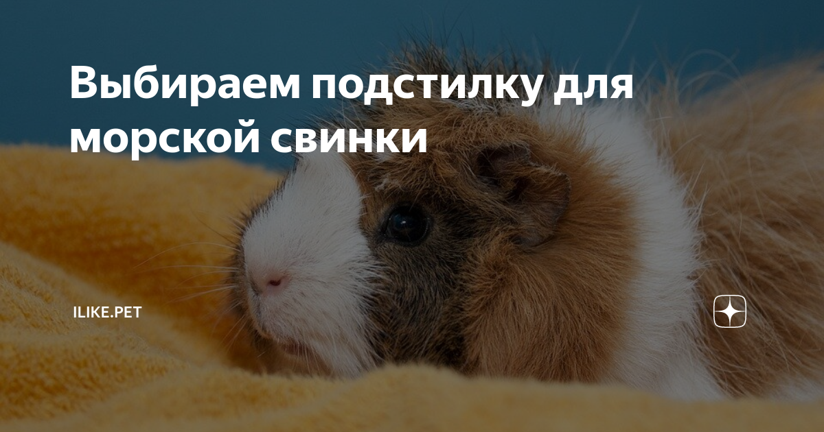 Выбираем подстилку для морской свинки | ZOO CHANNEL | Дзен