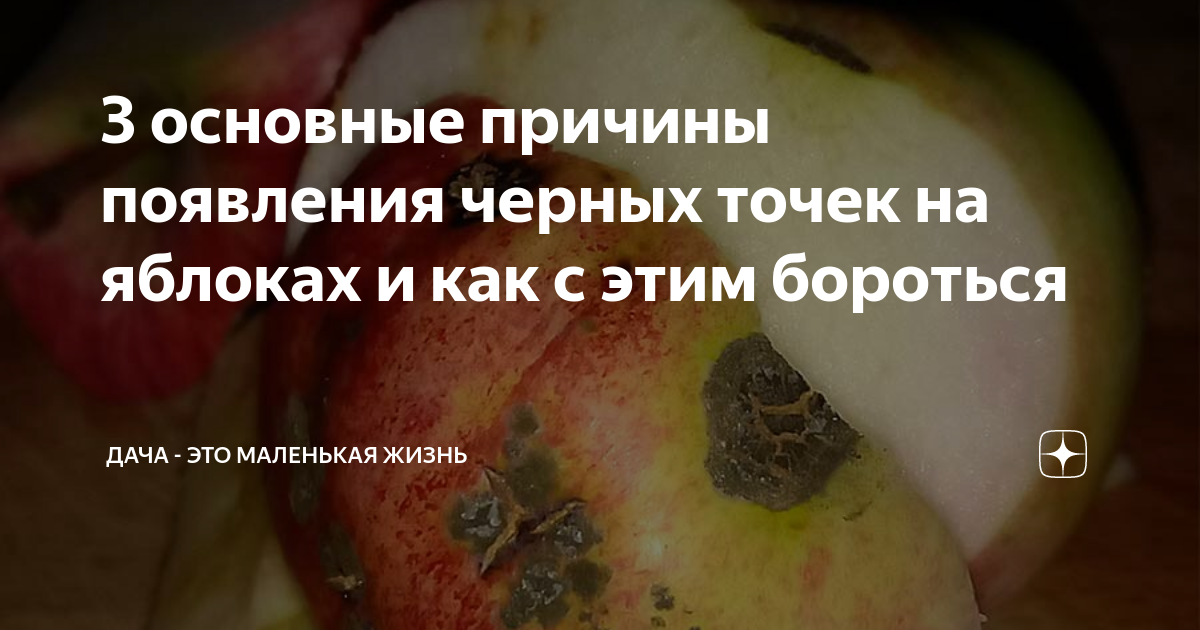 3 основные причины появления черных точек на яблоках и как с этим ...