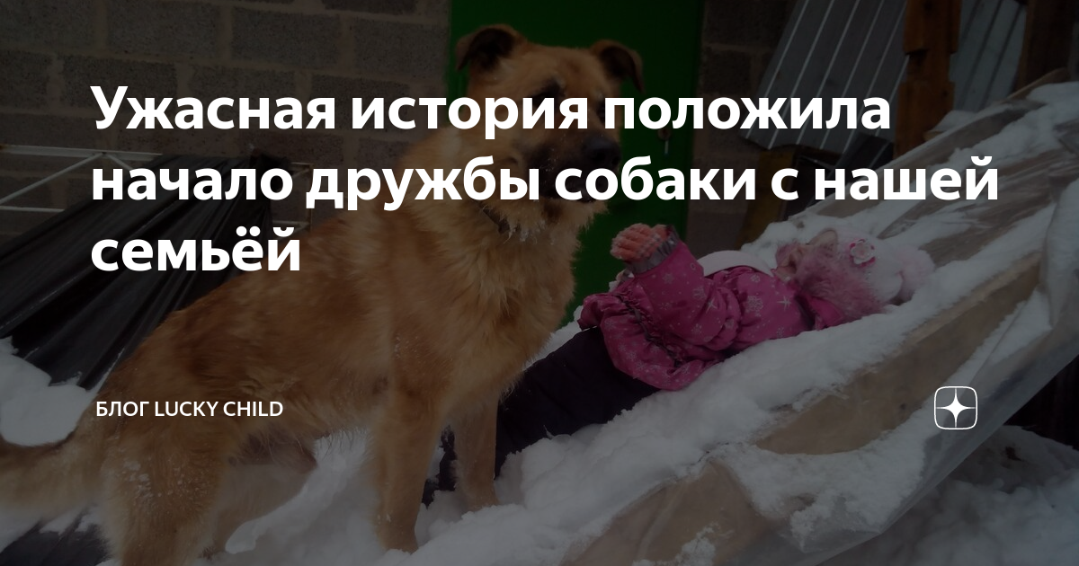 Ужасная история положила начало дружбы собаки с нашей семьёй | Блог для ...