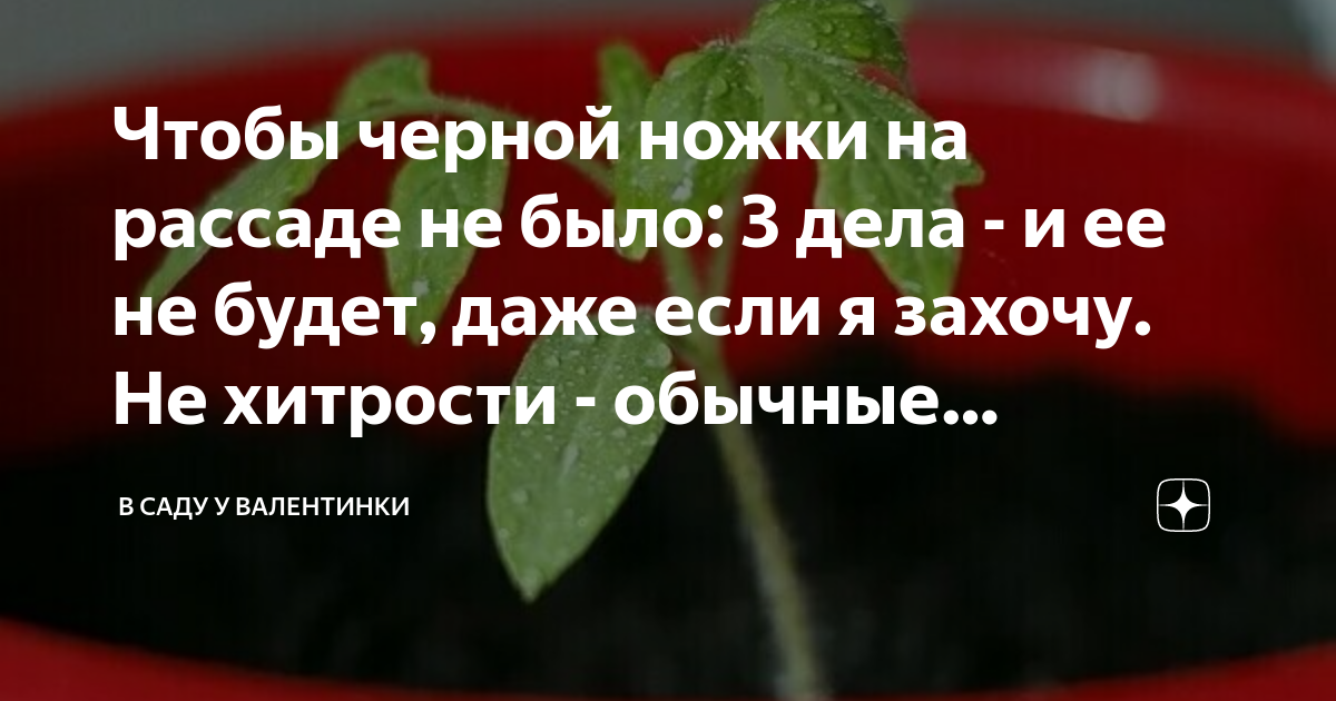 Чтобы черной ножки на рассаде не было: 3 дела - и ее не будет, даже ...