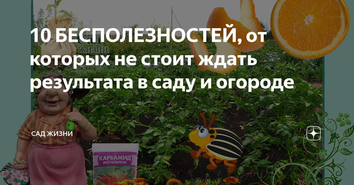 10 БЕСПОЛЕЗНОСТЕЙ, от которых не стоит ждать результата в саду и ...
