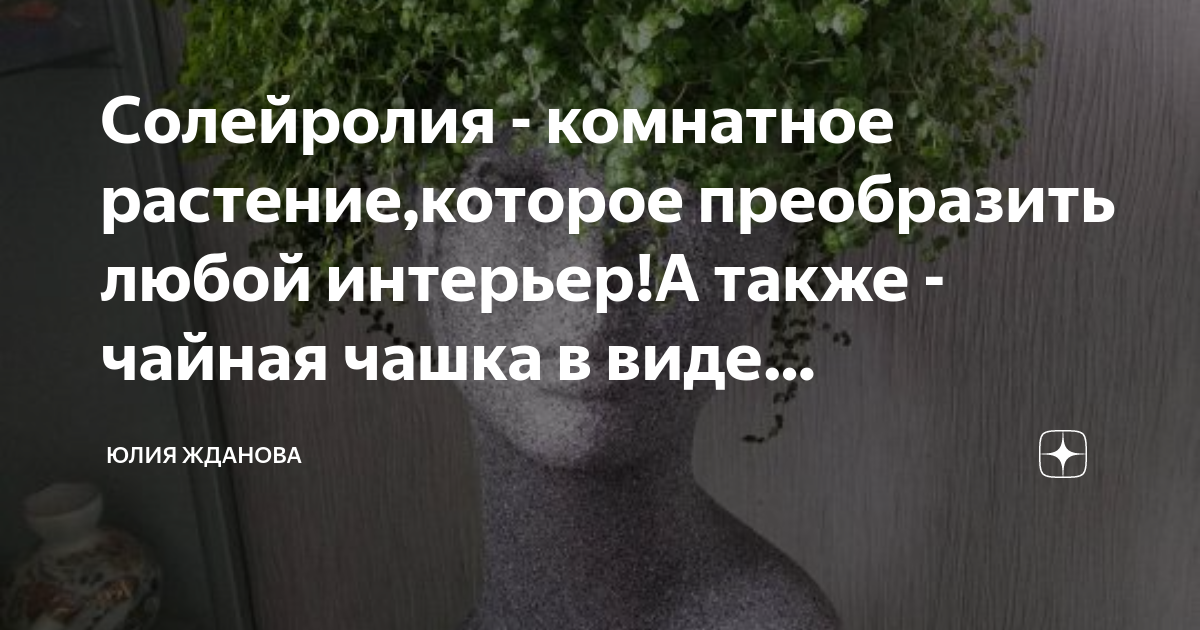 Солейролия - комнатное растение,которое преобразить любой интерьер!А ...