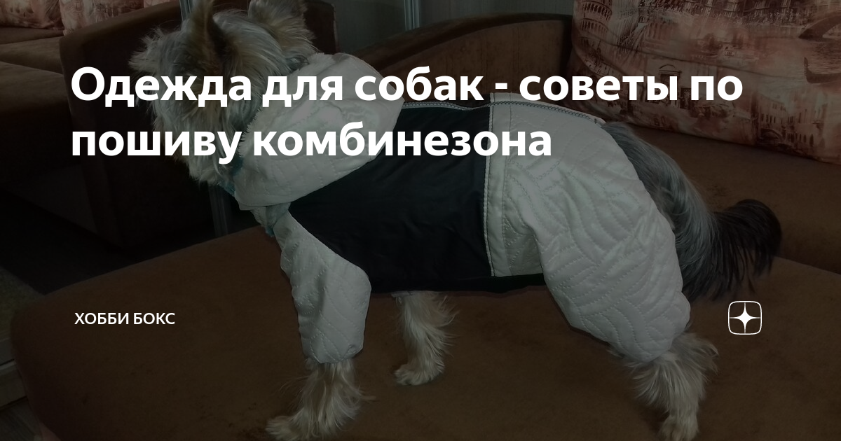 Одежда для собак - советы по пошиву комбинезона | Хобби Бокс | Дзен