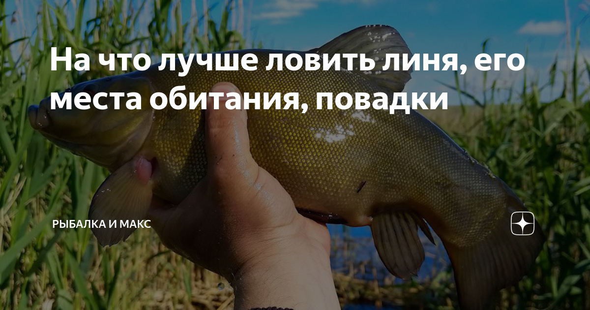 На что лучше ловить линя его места обитания повадки Рыбалка и Макс