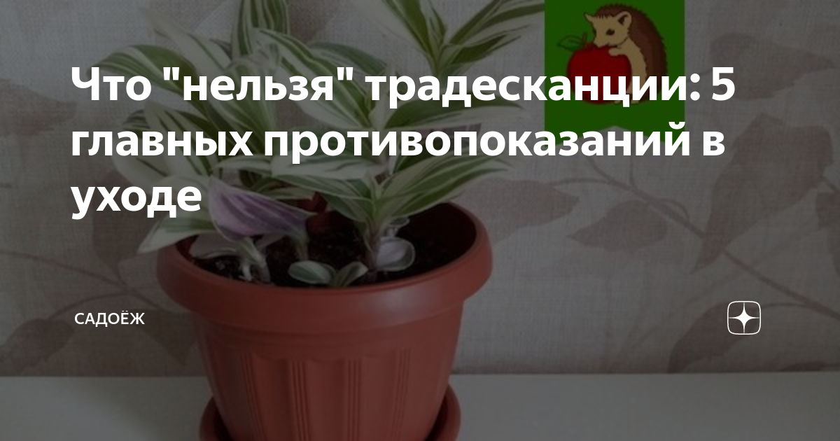 Что "нельзя" традесканции: 5 главных противопоказаний в уходе | садоёж ...