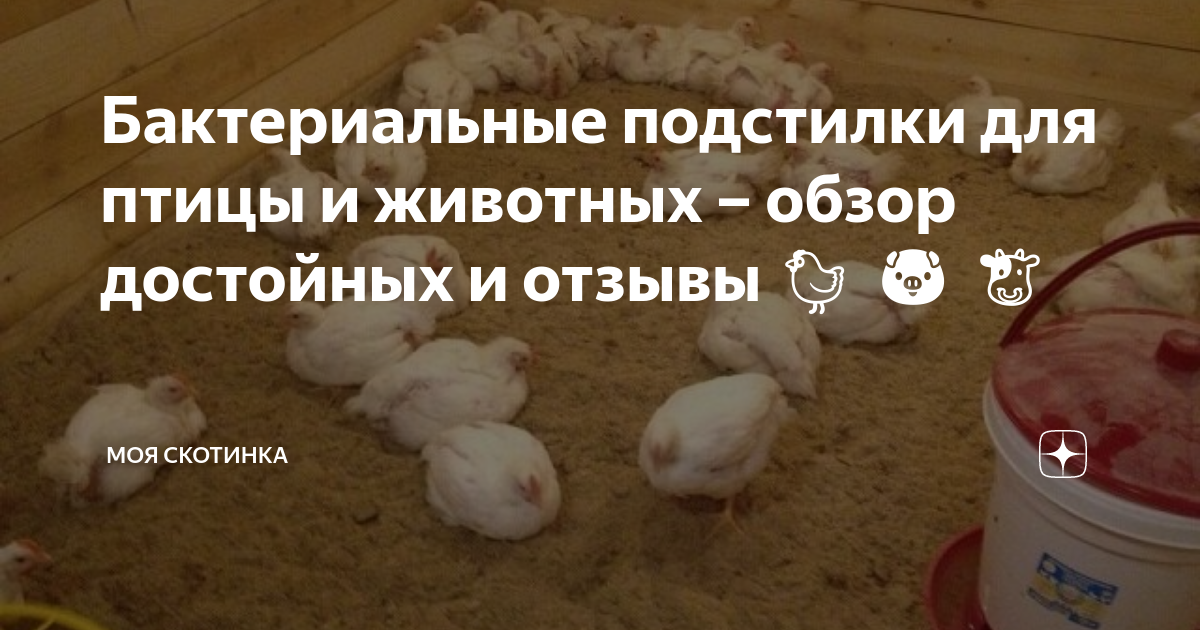 Бактериальные подстилки для птицы и животных – обзор достойных и отзывы ...