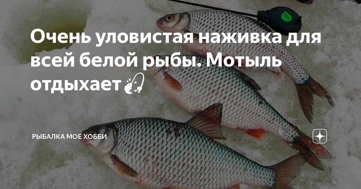 Очень уловистая наживка для всей белой рыбы. Мотыль отдыхает🎣 | Рыбалка ...