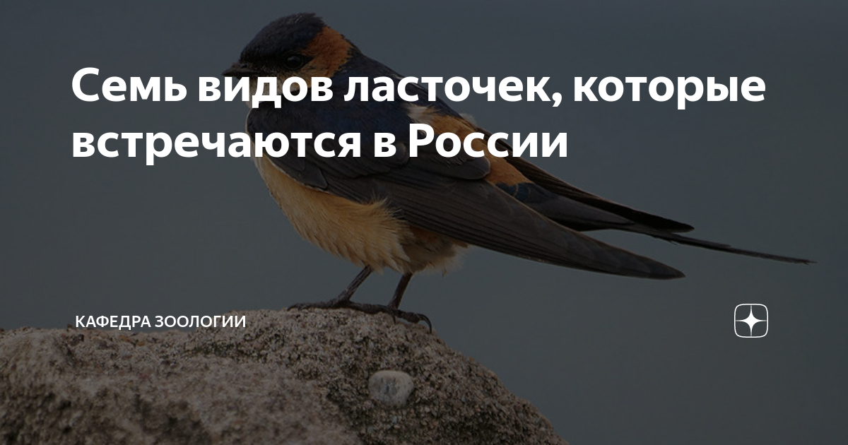 Семь видов ласточек, которые встречаются в России | Кафедра зоологии | Дзен