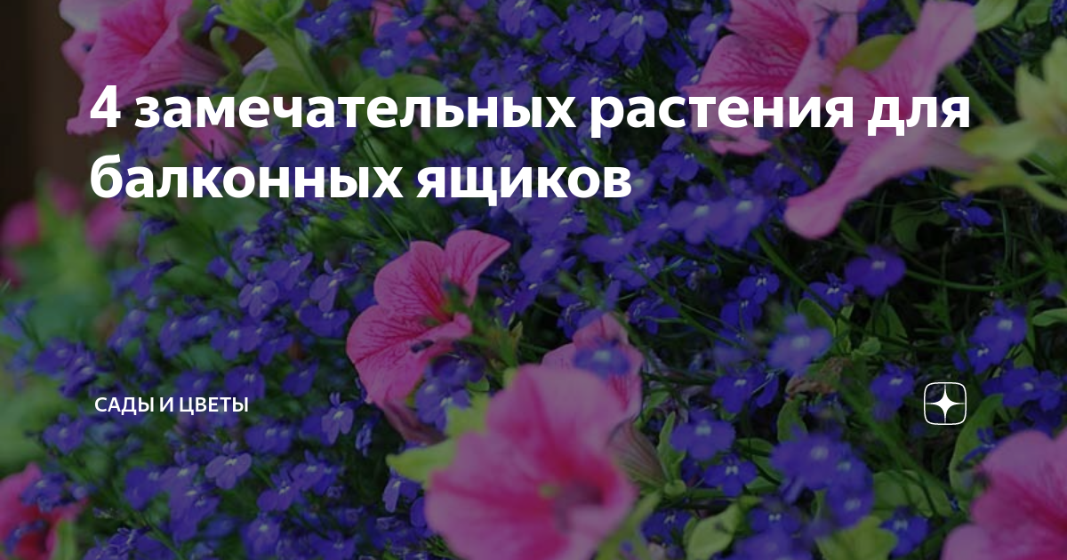 4 замечательных растения для балконных ящиков Сады и цветы Дзен