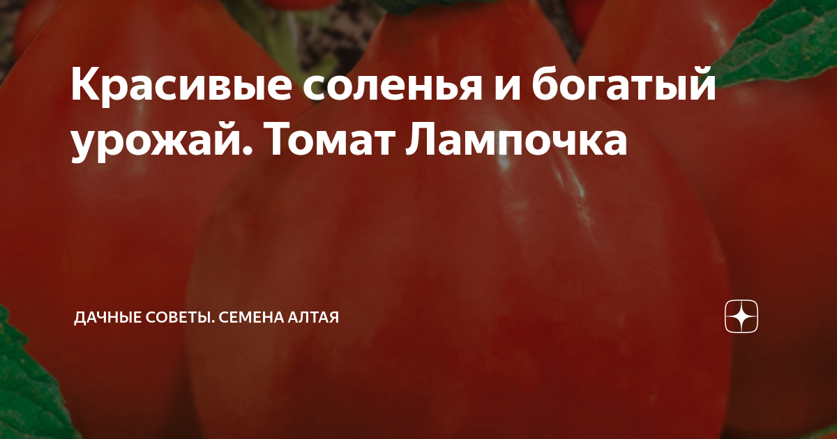 Красивые соленья и богатый урожай. Томат Лампочка | Семена Алтая ...