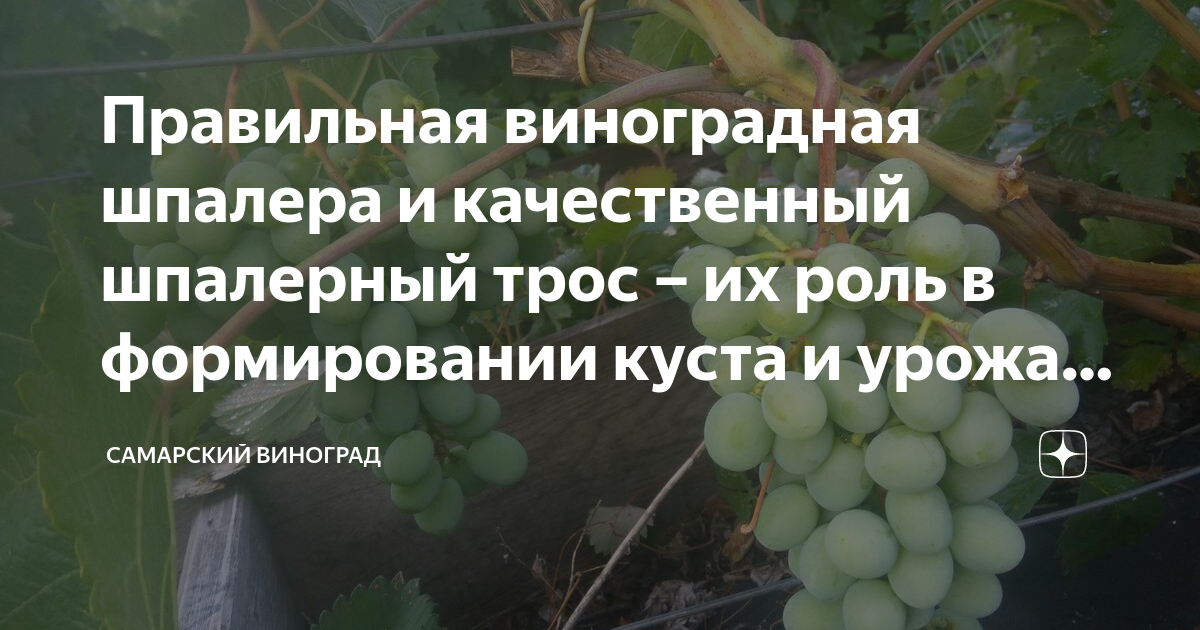 Правильная виноградная шпалера и качественный шпалерный трос – их роль ...