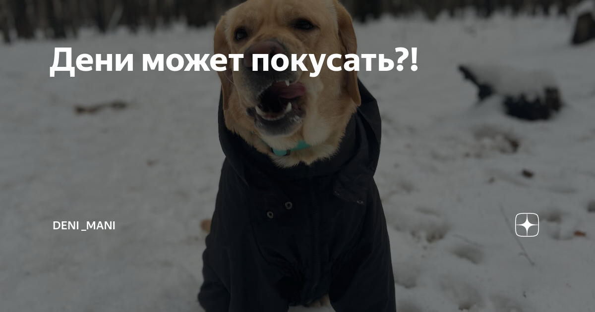Дени может покусать?! 🫢 | Deni _Mani | Дзен