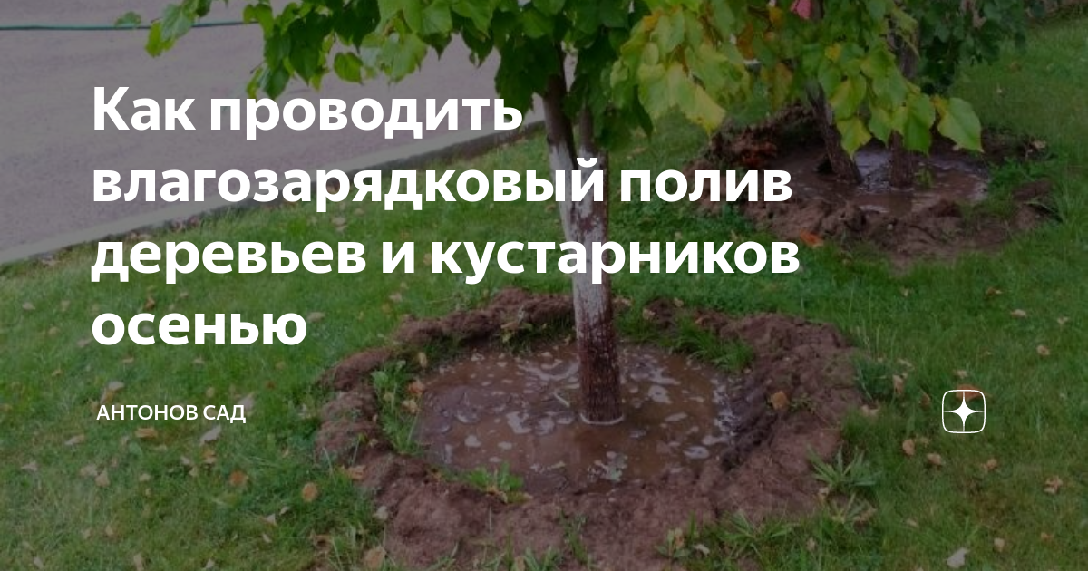 Как проводить влагозарядковый полив деревьев и кустарников осенью ...