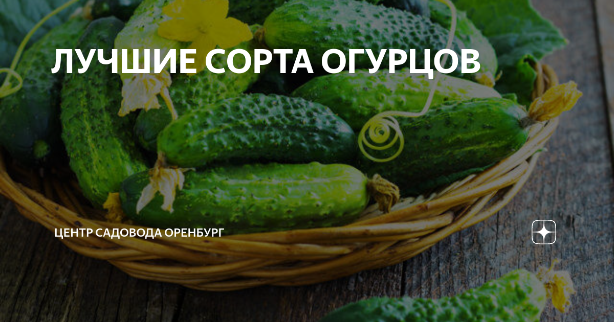 ЛУЧШИЕ СОРТА ОГУРЦОВ | Центр Садовода Оренбург | Дзен