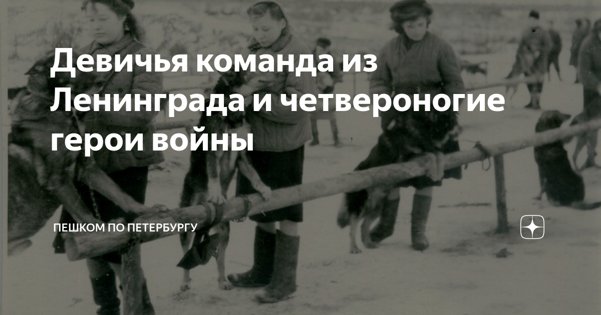 Девичья команда из Ленинграда и четвероногие герои войны | Пешком по ...