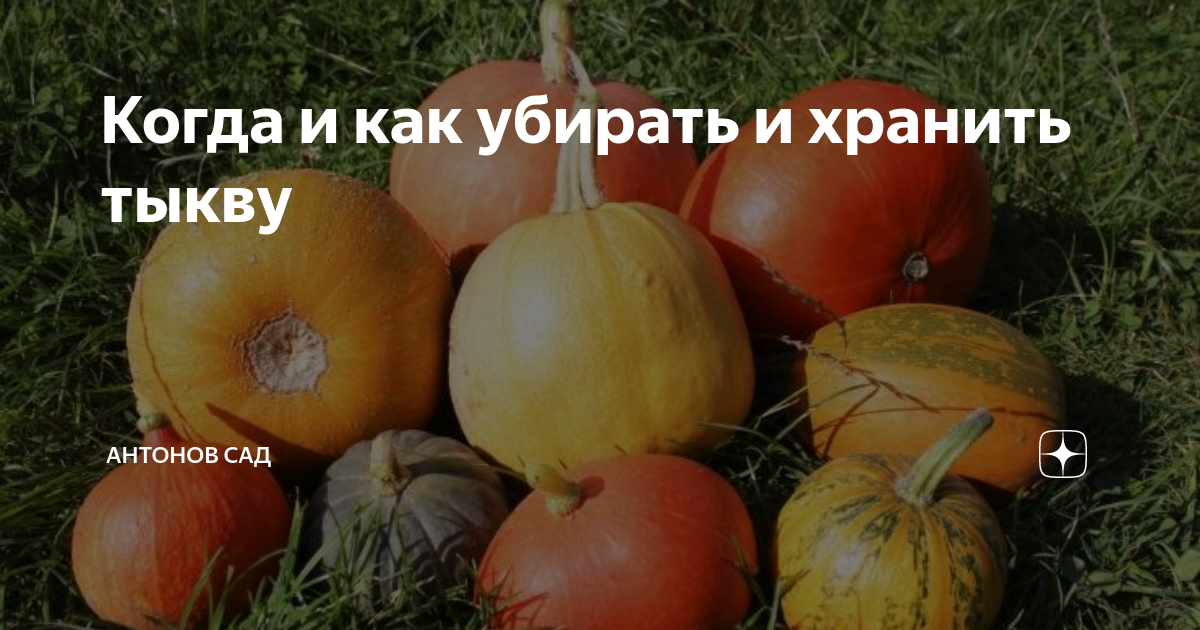 Когда и как убирать и хранить тыкву Антонов сад дача и огород Дзен