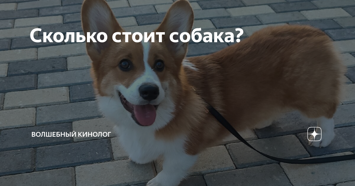 Сколько стоит собака? | Волшебный кинолог | Дзен