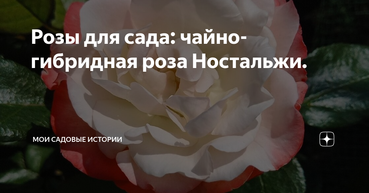 Розы для сада: чайно-гибридная роза Ностальжи. | Мои Садовые Истории | Дзен