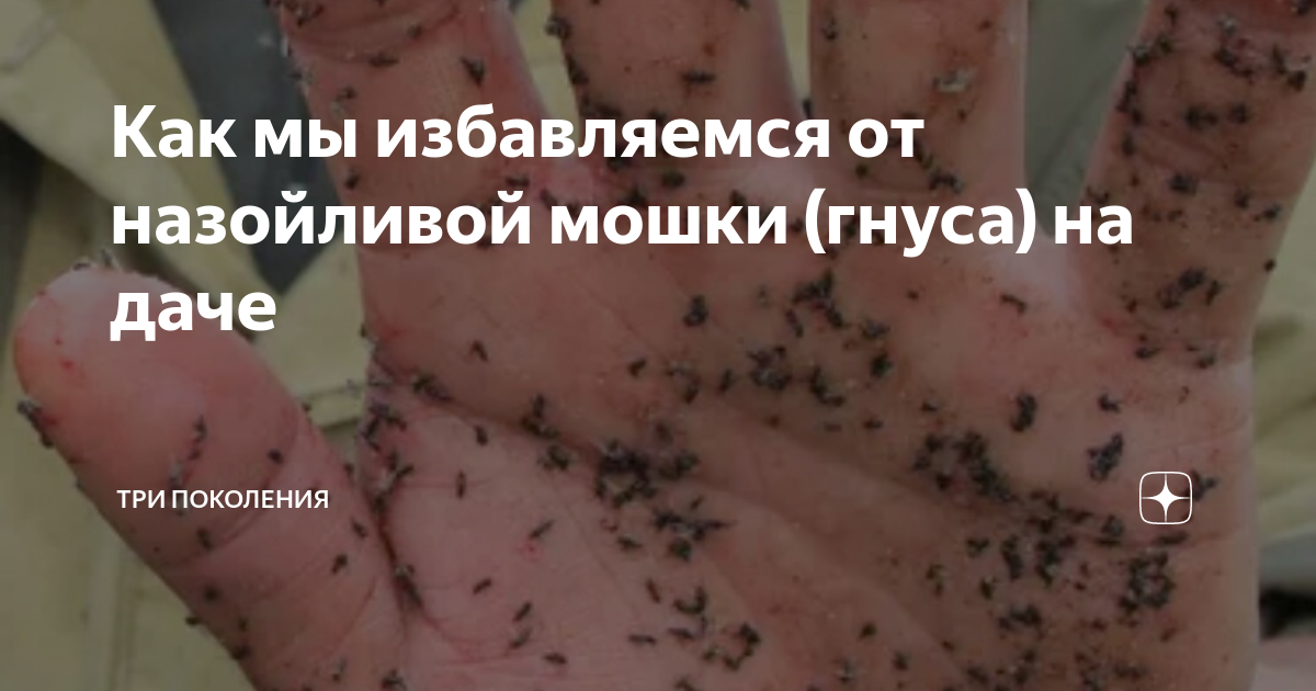 Как мы избавляемся от назойливой мошки (гнуса) на даче | ТРИ ПОКОЛЕНИЯ ...