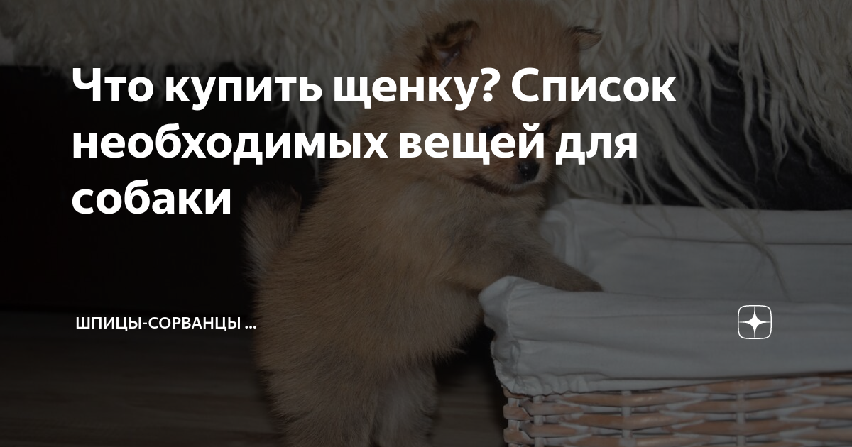 Что купить щенку? Список необходимых вещей для собаки | Шпицы-Сорванцы ...