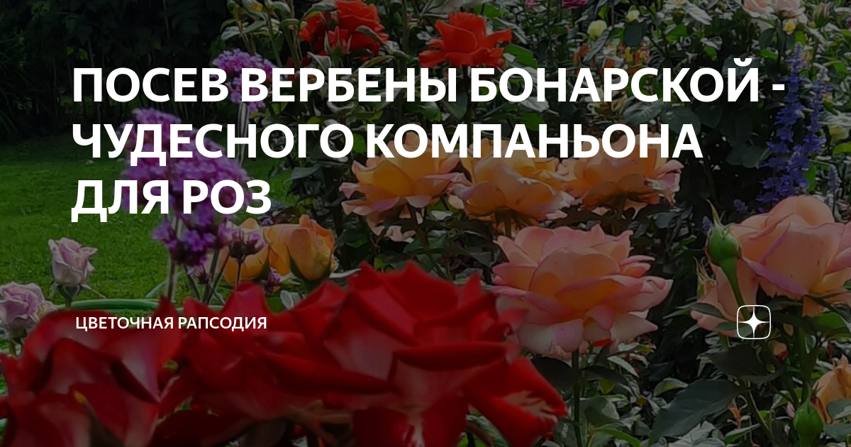 ПОСЕВ ВЕРБЕНЫ БОНАРСКОЙ - ЧУДЕСНОГО КОМПАНЬОНА ДЛЯ РОЗ | Цветочная ...