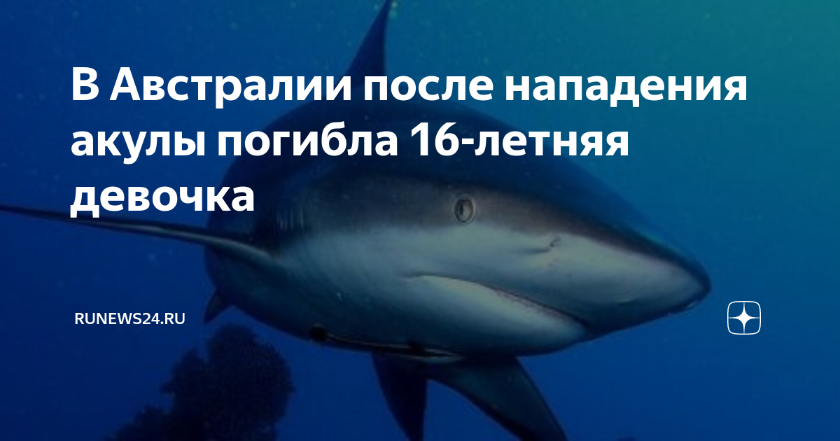 В Австралии после нападения акулы погибла 16-летняя девочка | RuNews24.ru | Дзен
